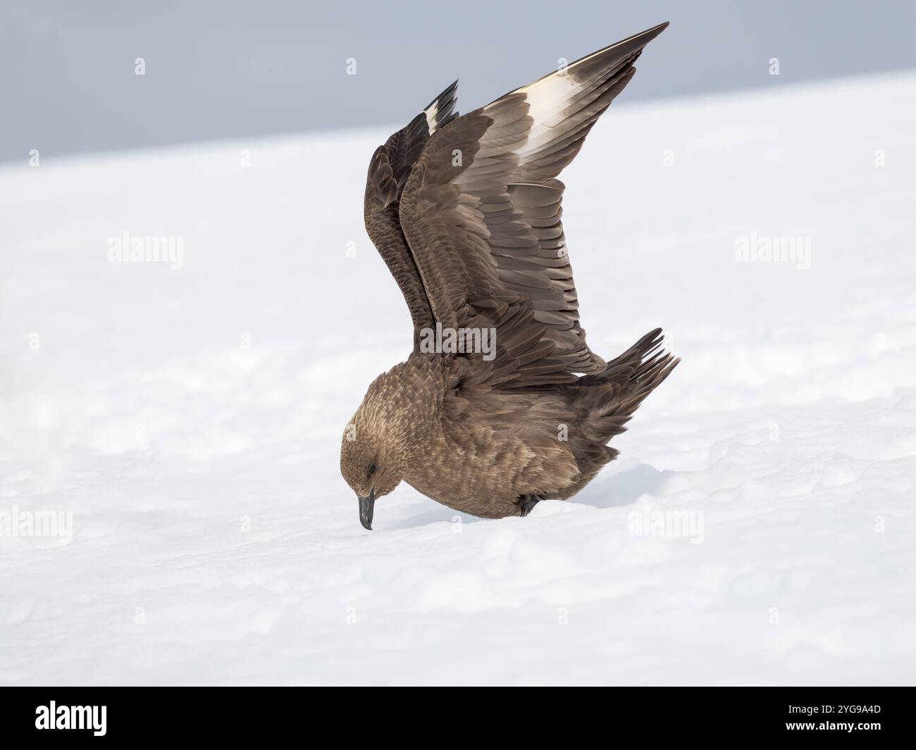 Territorial display. South Polar skua or MacCormick's skua pale morph ...