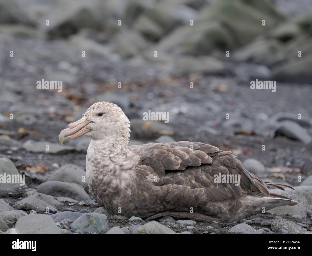 Southern giant petrel on Barrientos Island, part of South Shetland ...