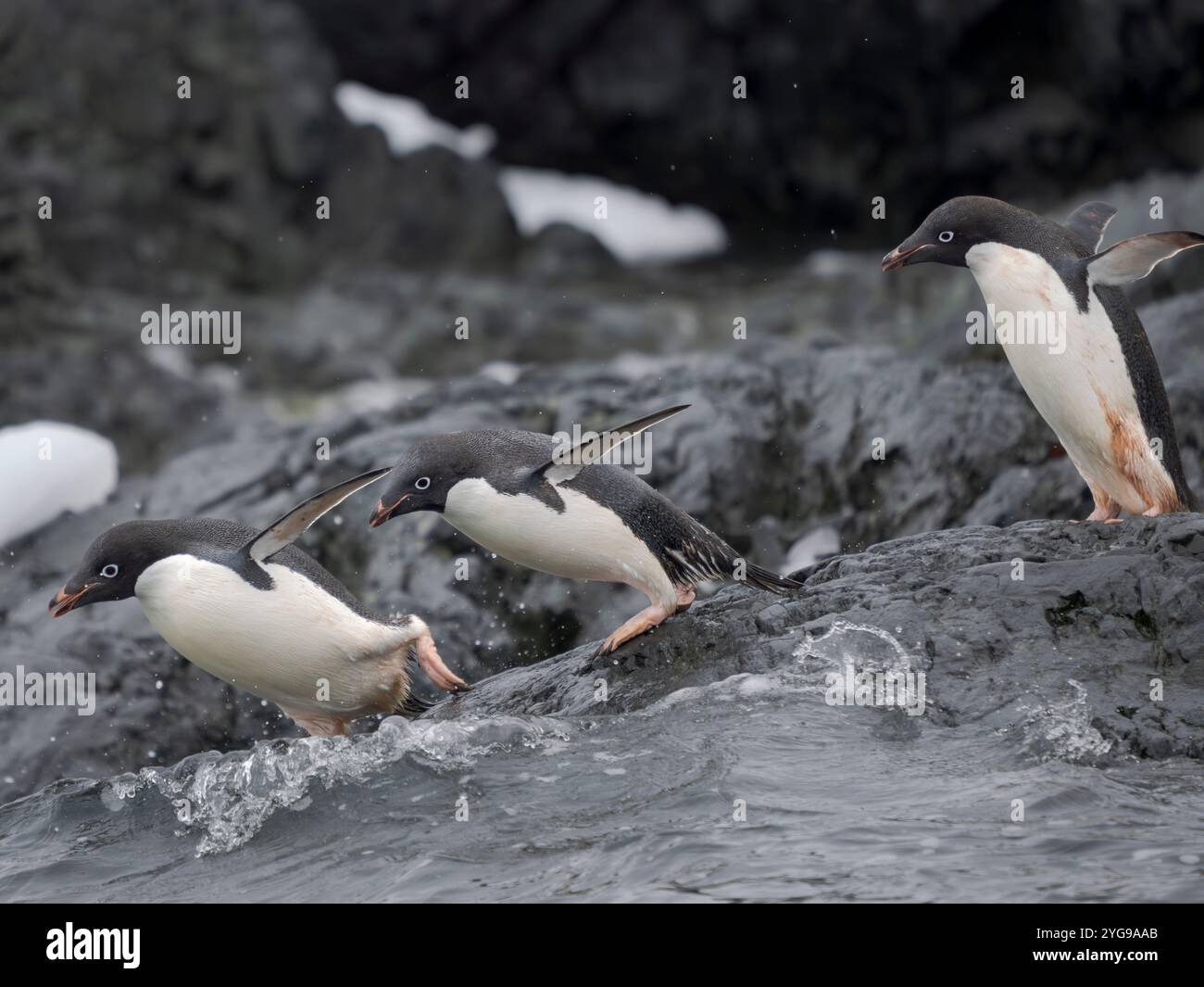 Group jumping into the sea. Adelie penguin, Antarctica, Antarctic ...