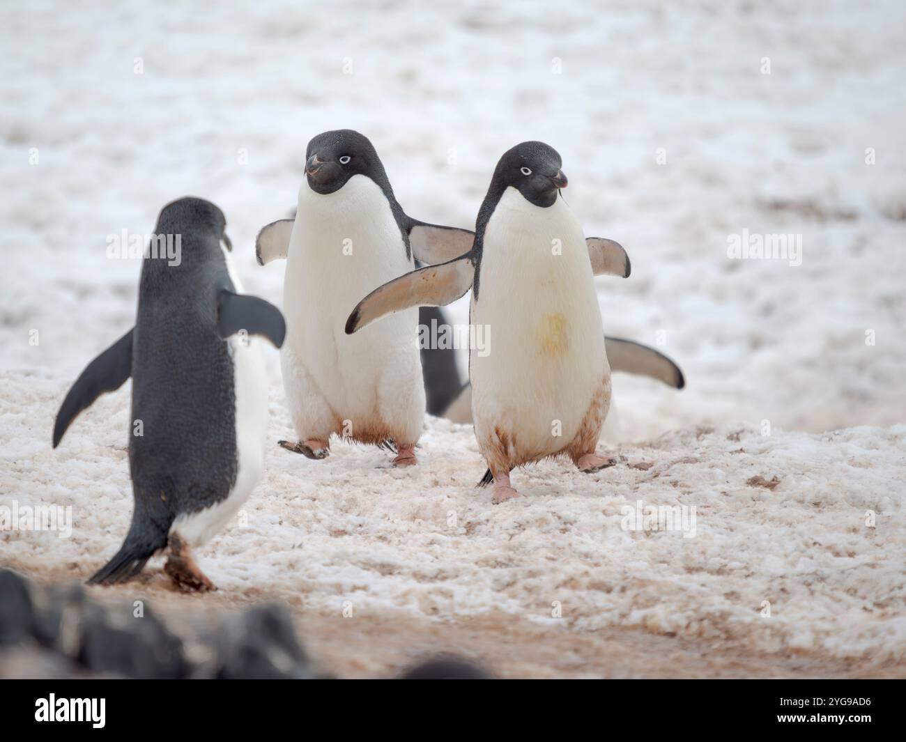 Adelie penguin, Antarctica, Antarctic Peninsula, Graham Land, Detaille ...