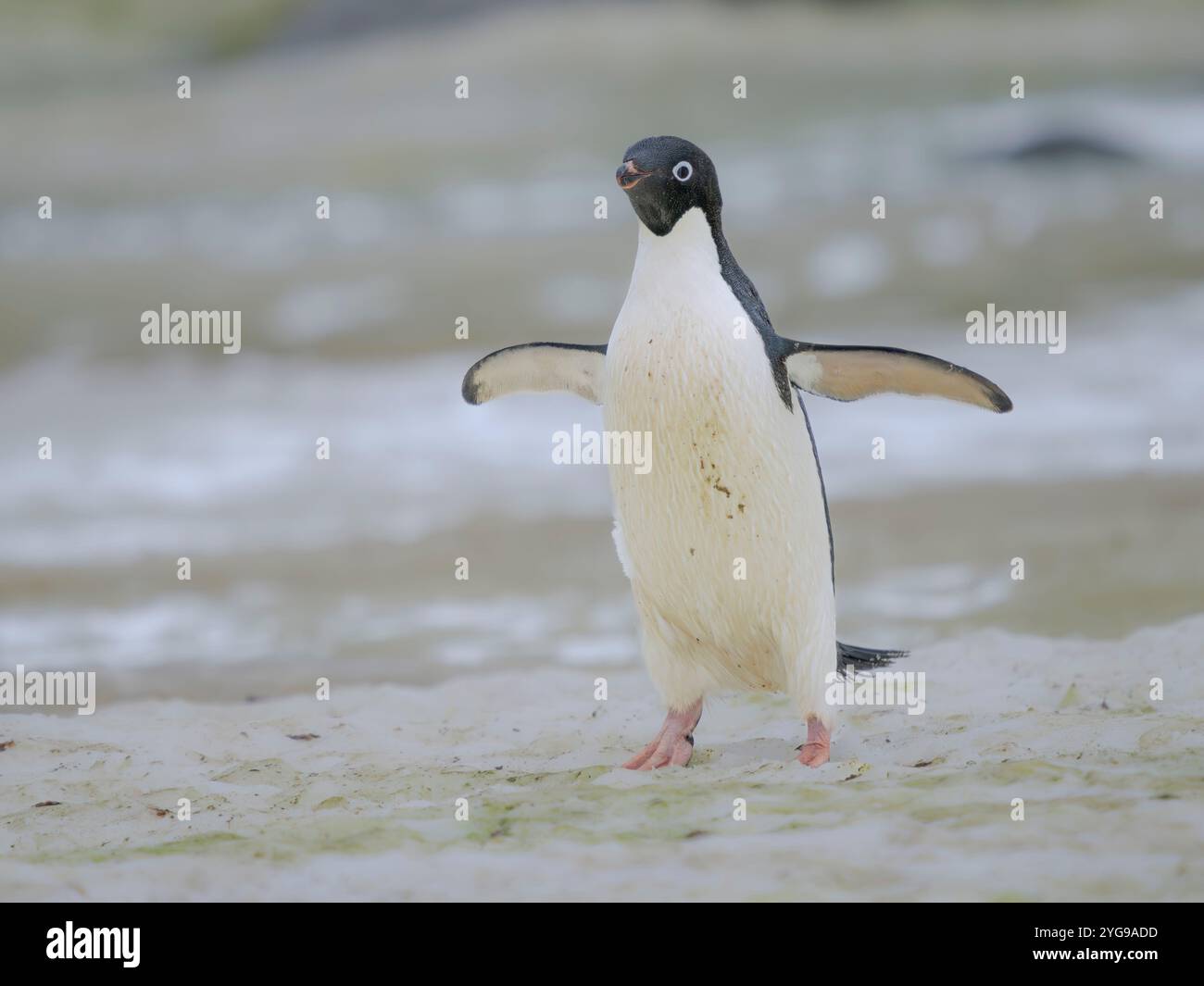 Adelie penguin, colored snow due to growth of ice algae. Antarctica ...