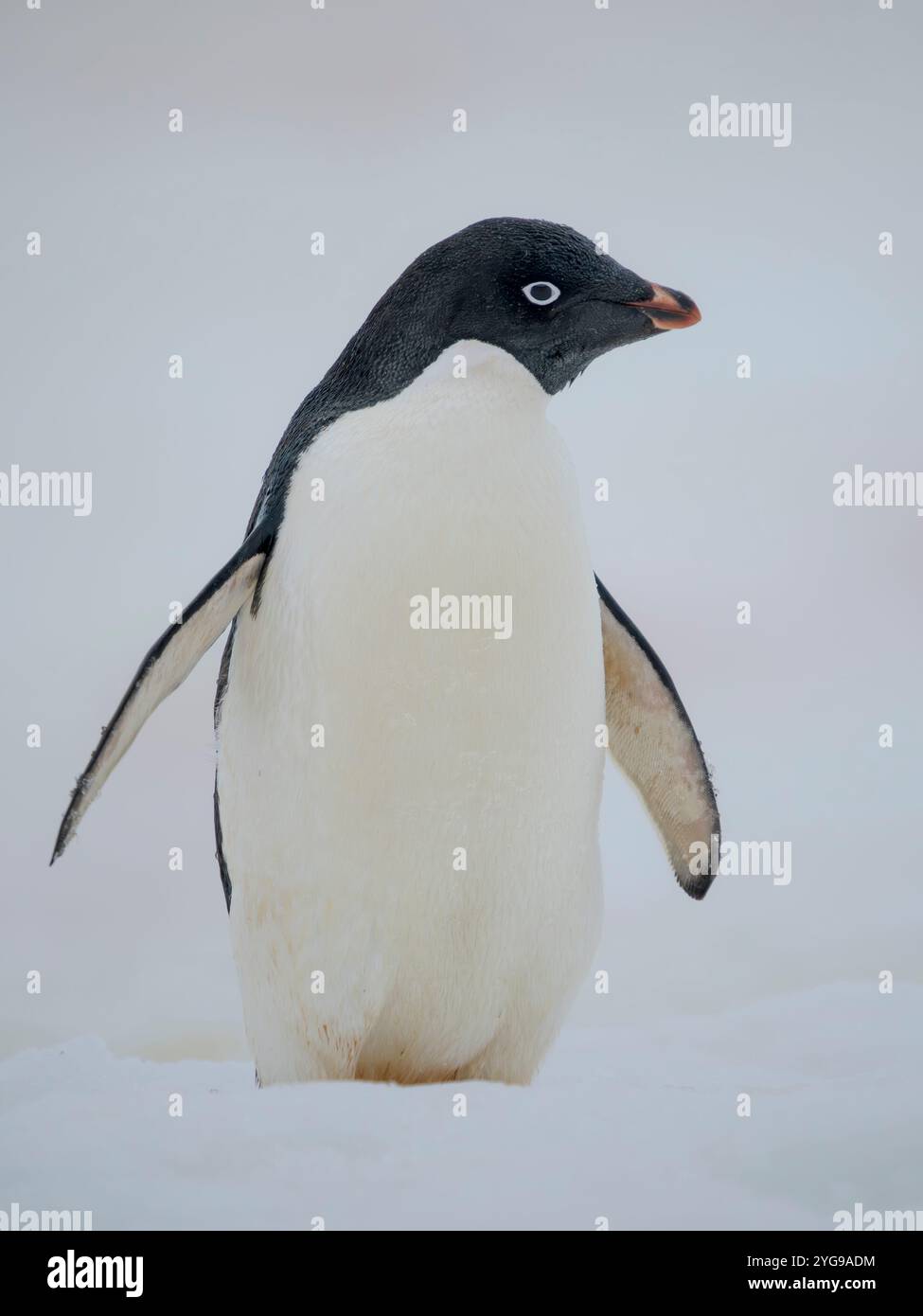 Adelie penguin, colored snow due to growth of ice algae. Antarctica ...