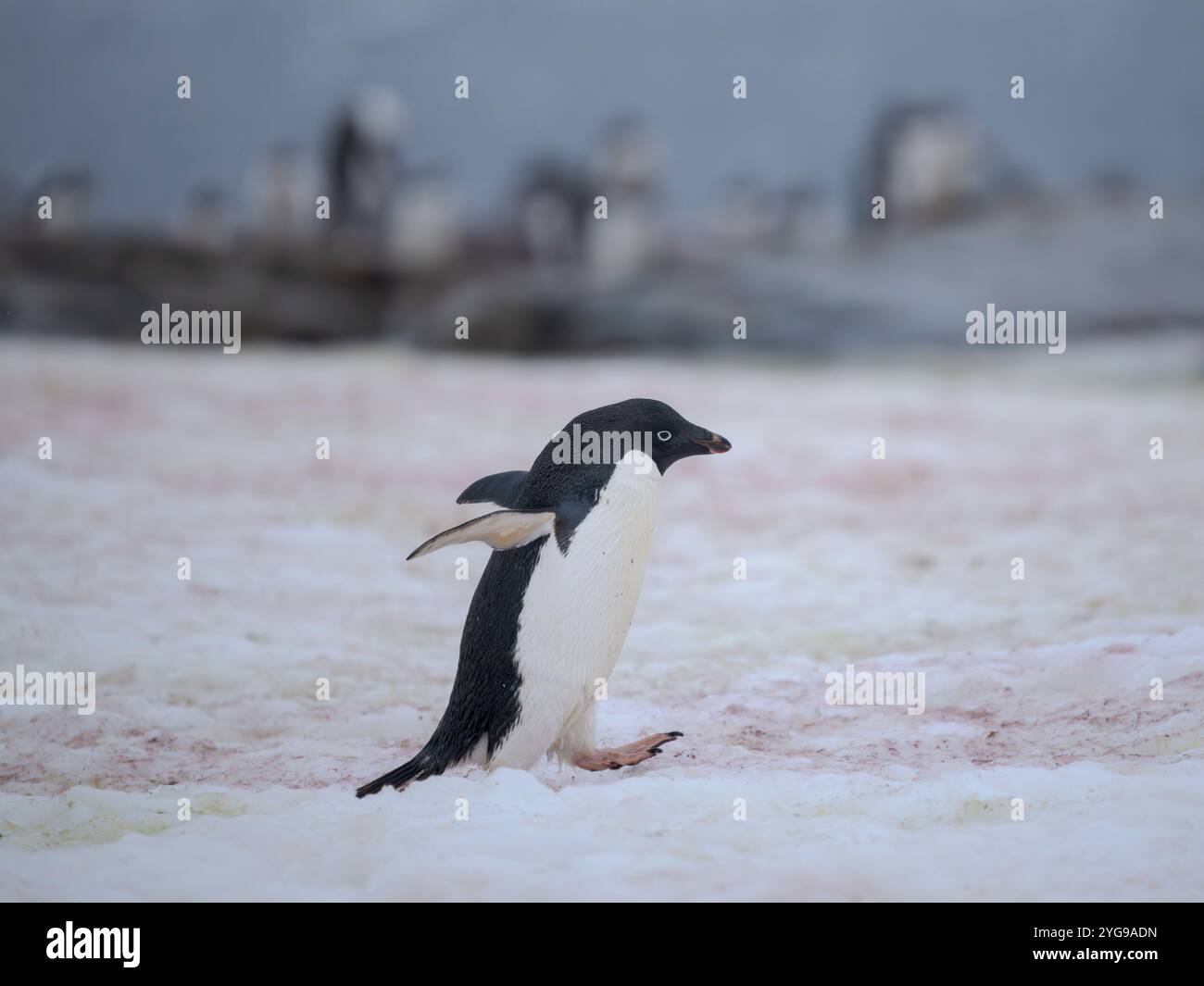 Adelie penguin, colored snow due to growth of ice algae. Antarctica ...