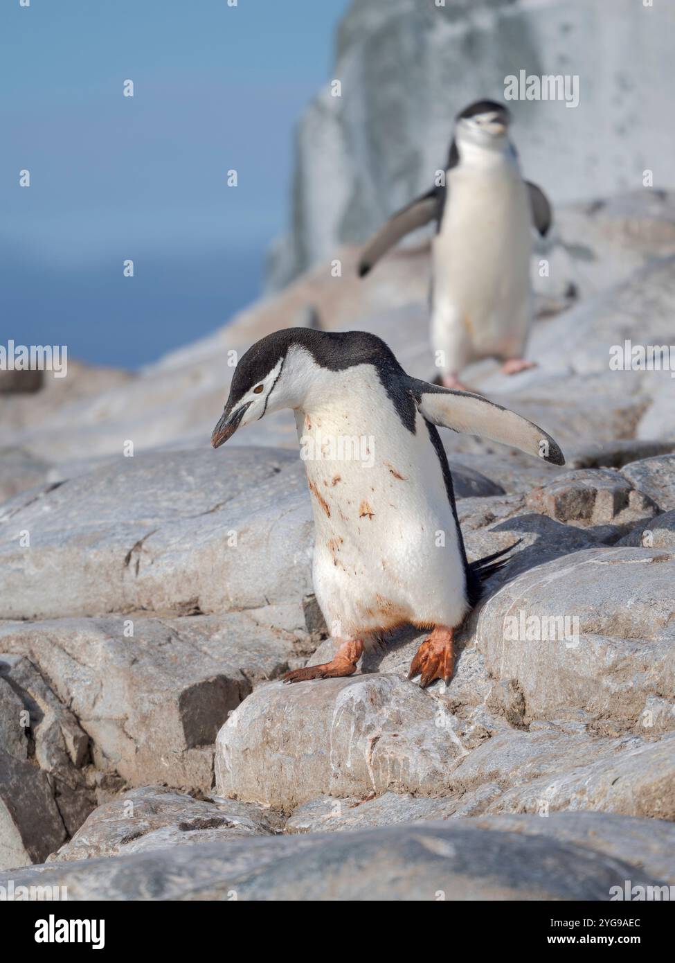 Chinstrap penguin. Antarctica, Palmer Archipelago, Hydrurga Rocks Stock Photo - Alamy