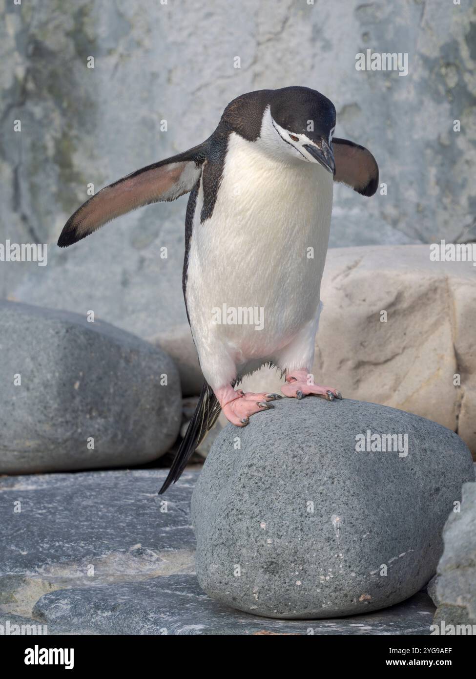Chinstrap penguin. Antarctica, Palmer Archipelago, Hydrurga Rocks Stock ...