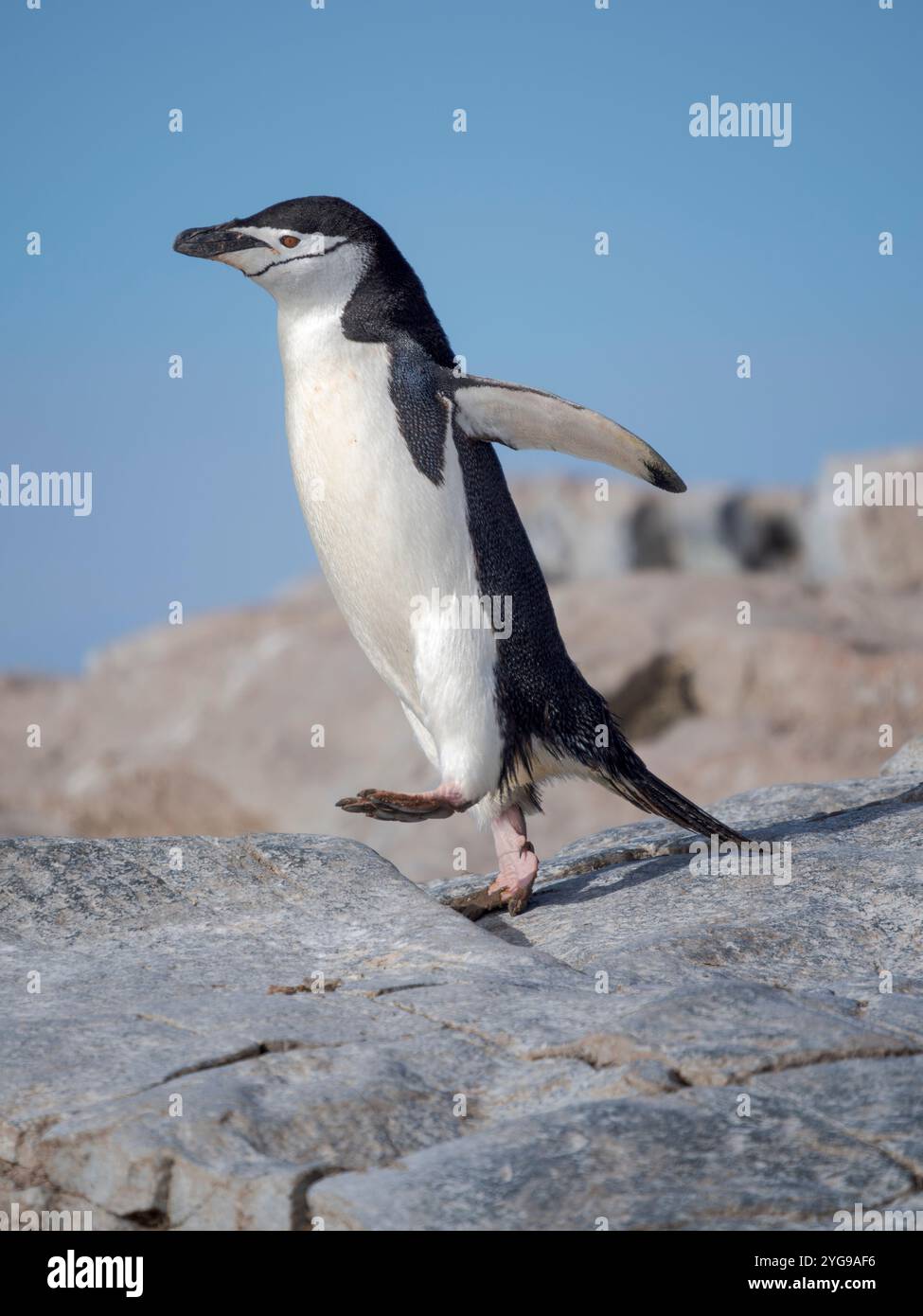 Chinstrap penguin. Antarctica, Palmer Archipelago, Hydrurga Rocks Stock Photo - Alamy