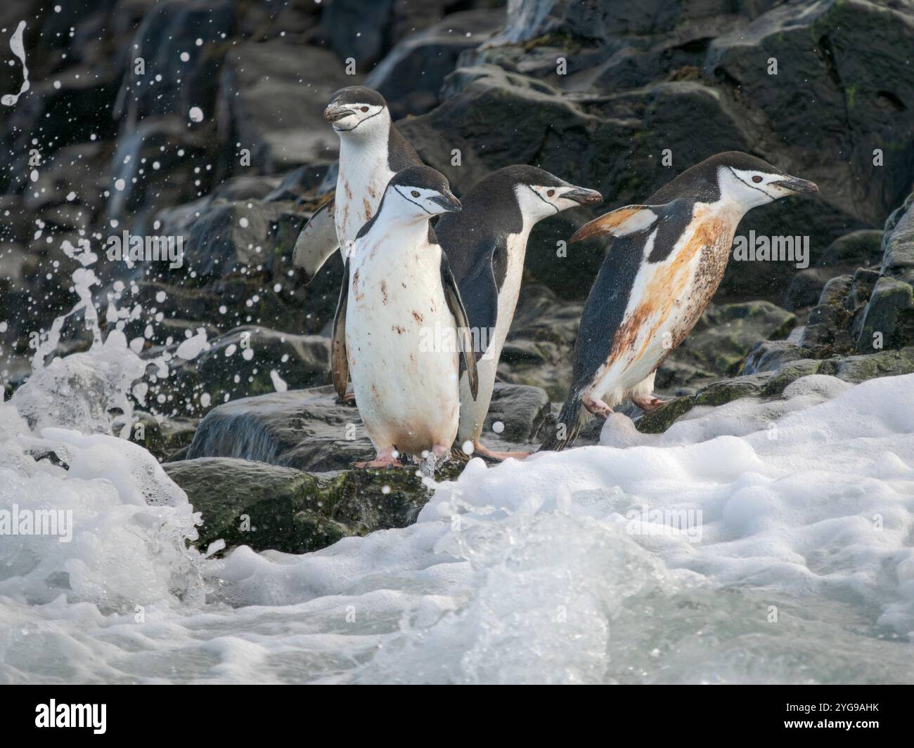 Jumping into the ocean, Chinstrap penguin. Antarctica, Palmer ...