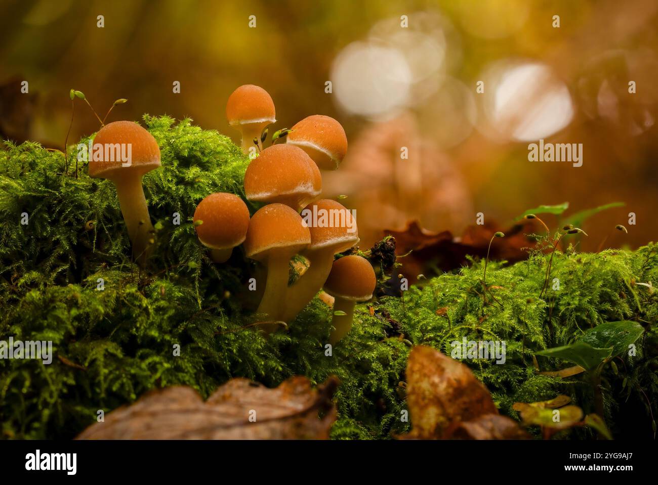Autumn fungi in the New Forest Stock Photo - Alamy