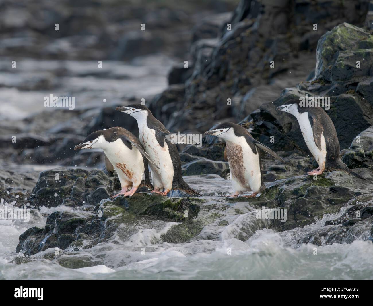Jumping into the ocean, Chinstrap penguin. Antarctica, Palmer Archipelago, Hydrurga Rocks Stock ...
