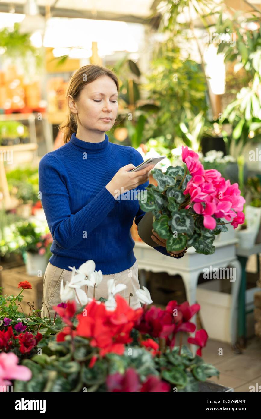 Female customer looking up on internet information about cyclamen in container garden shop Stock ...