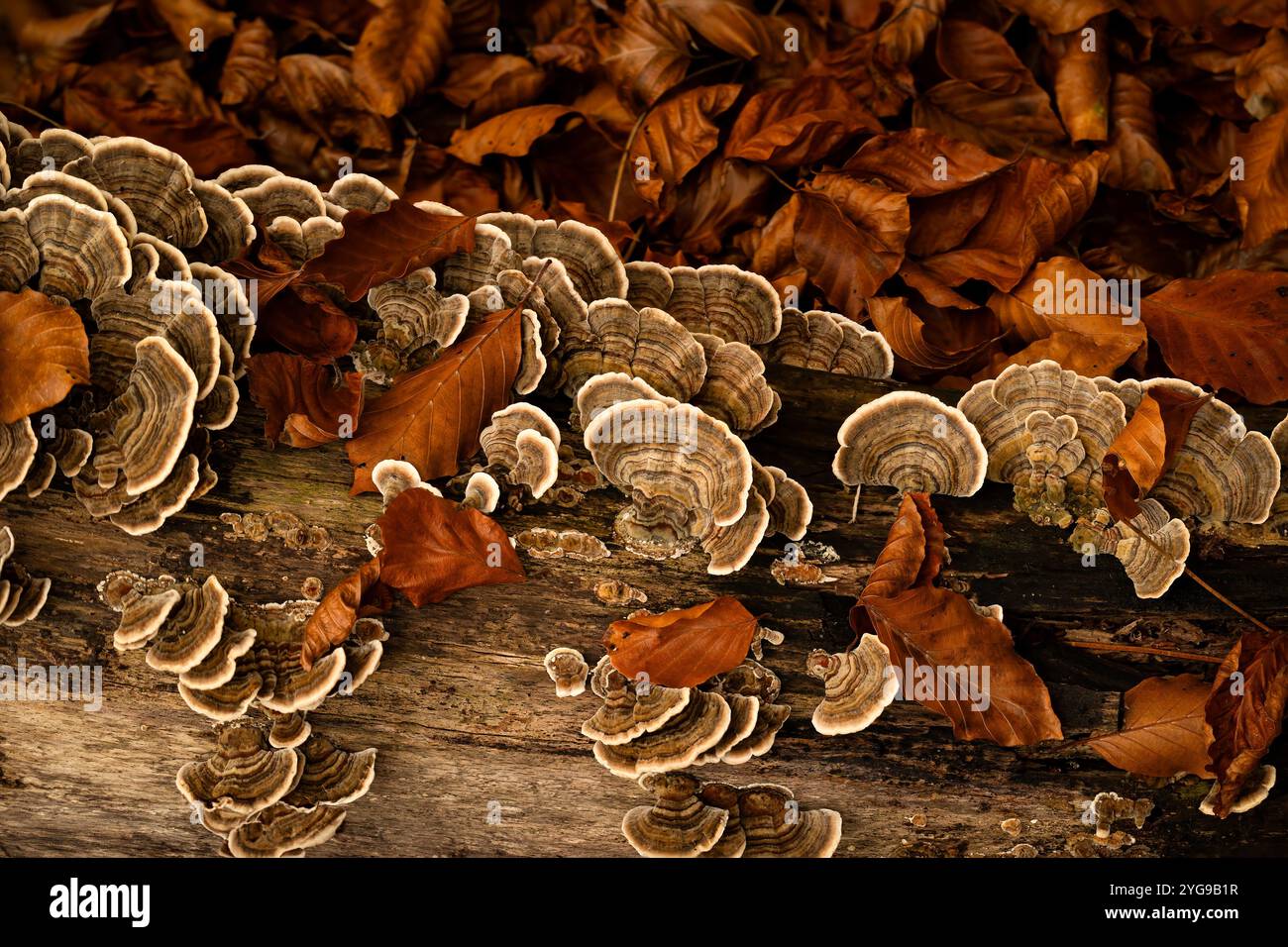 Autumn fungi in the New Forest Stock Photo - Alamy