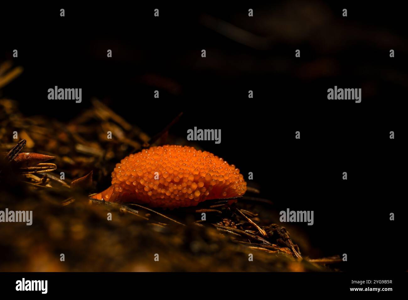 Autumn slime mold in the New Forest Stock Photo - Alamy