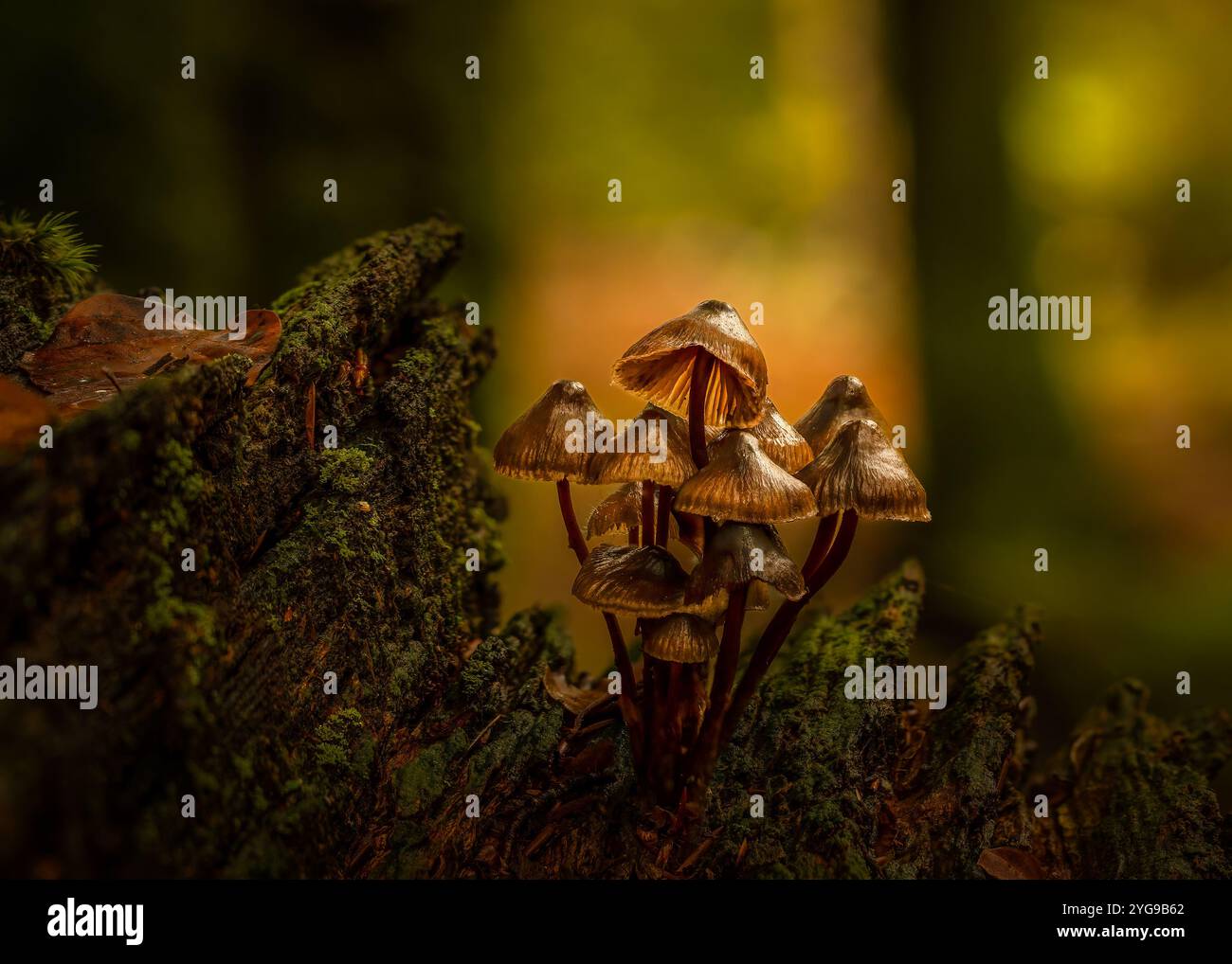 Autumn fungi in the New Forest Stock Photo - Alamy
