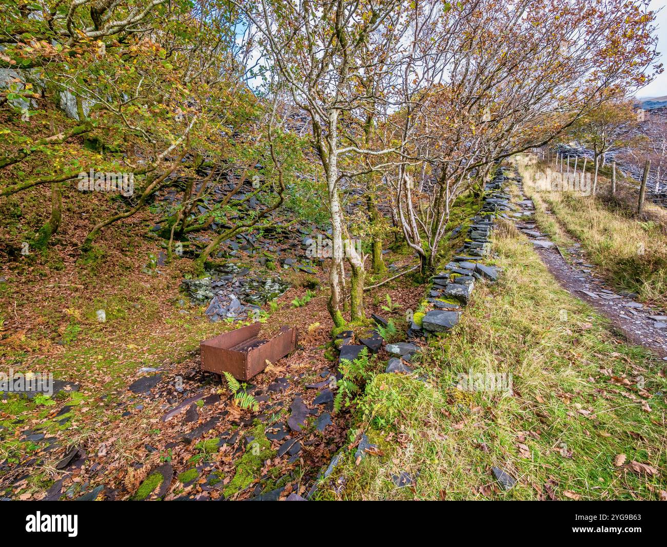 Overgrown rail tracks with a rusting bucket at the abandoned Dinorwig ...