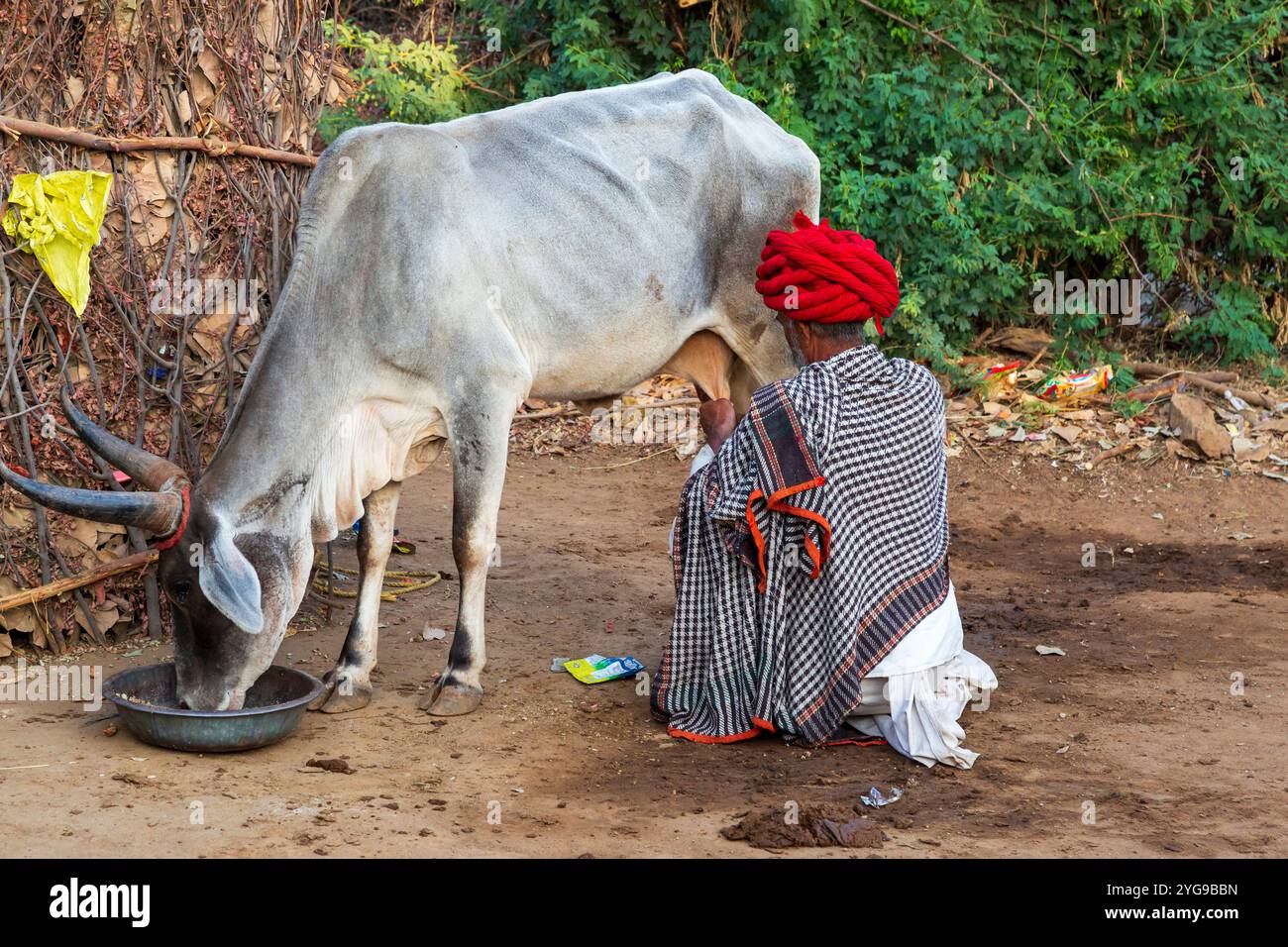 India, Delhi, Udaipur, Bera. Tribes people. Man in red turban milking a ...