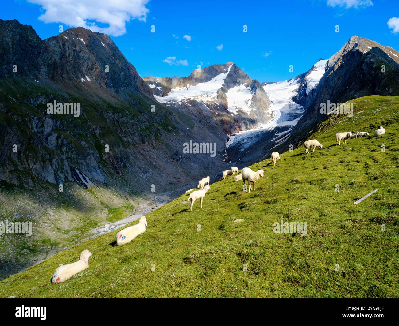 Tiroler Bergschaf (also called Pecora Alina Tirolese) on its mountain ...