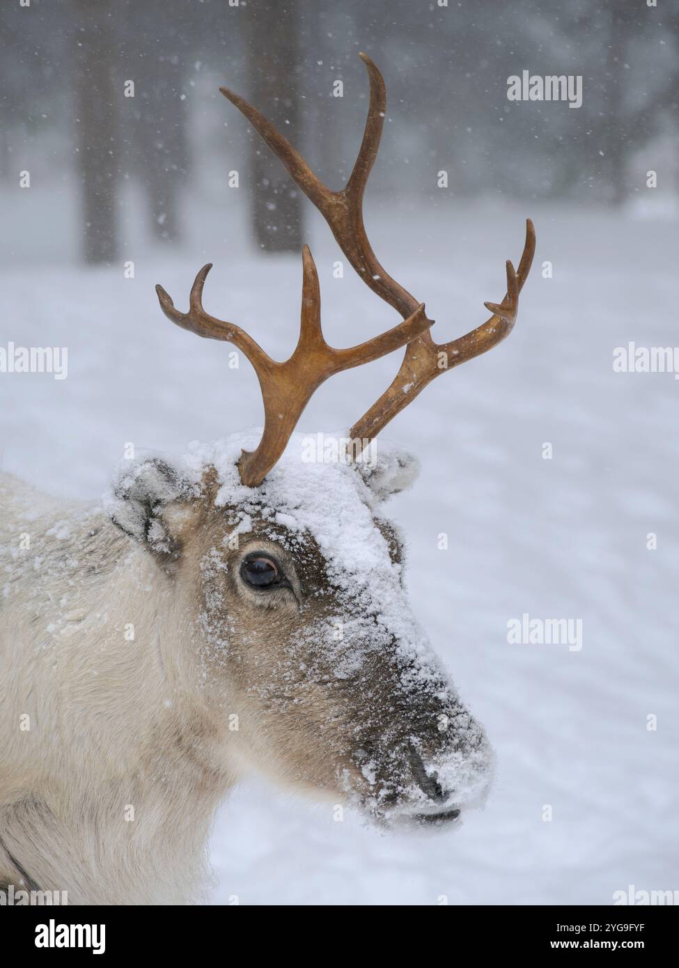 Reindeer covered with snow during the arctic winter. Reindeer Farm near ...