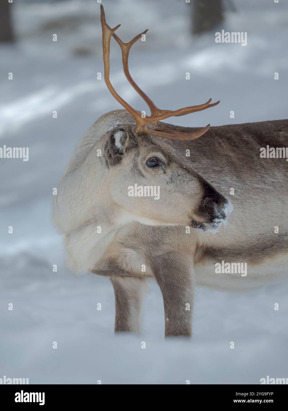 Reindeer in deep snow during the arctic winter. Reindeer Farm near Pyha ...