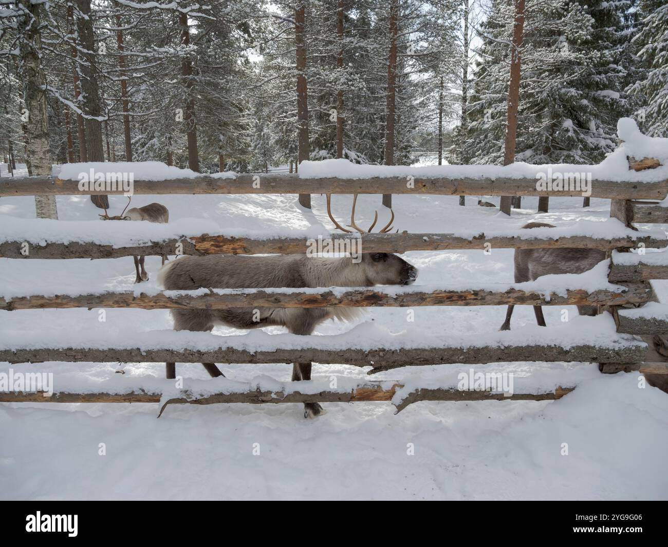 Reindeer during the arctic winter. Reindeer Farm near Pyha in Finland ...