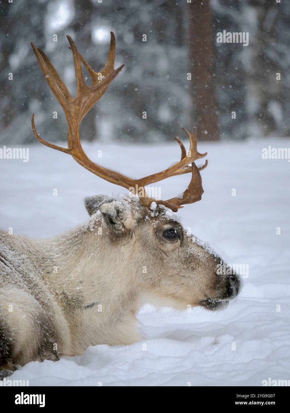 Reindeer covered with snow during the arctic winter. Reindeer Farm near ...