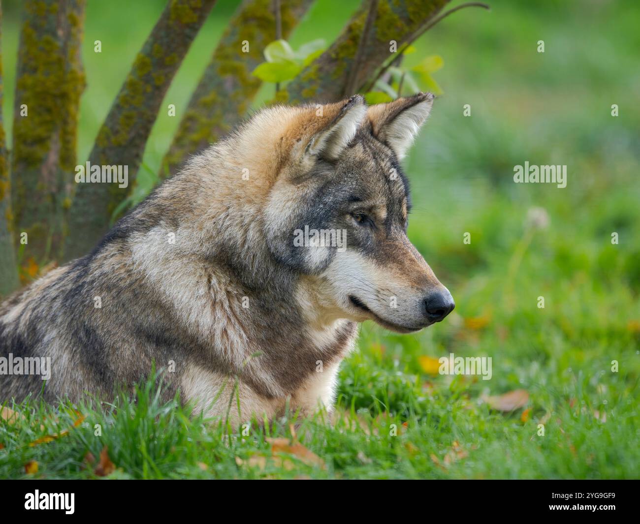 Gray wolf in the wildlife center (Hortobagyi Vadaspark) of the National ...