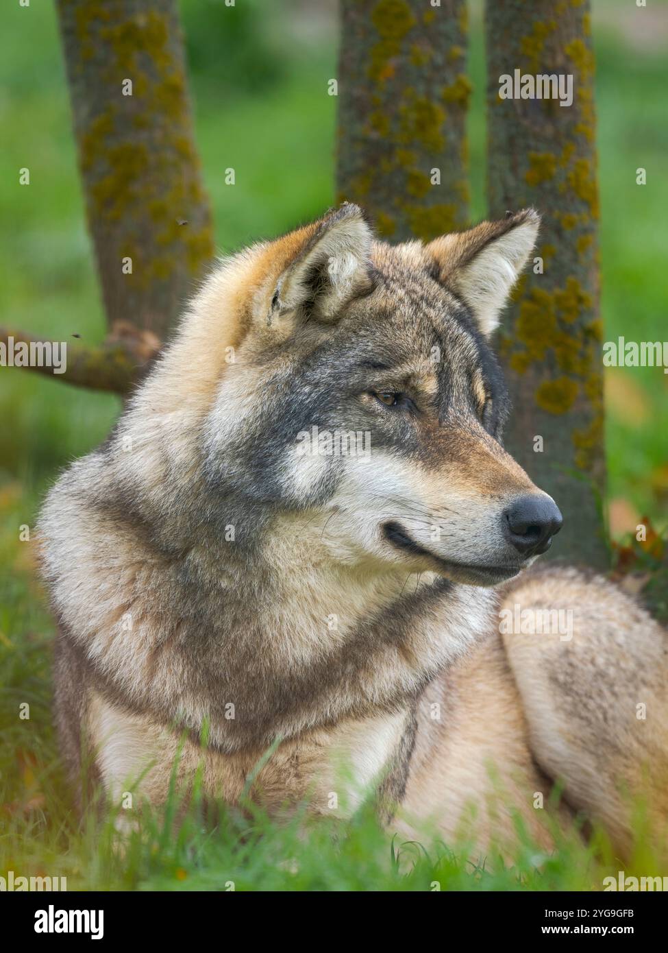 Gray wolf in the wildlife center (Hortobagyi Vadaspark) of the National ...
