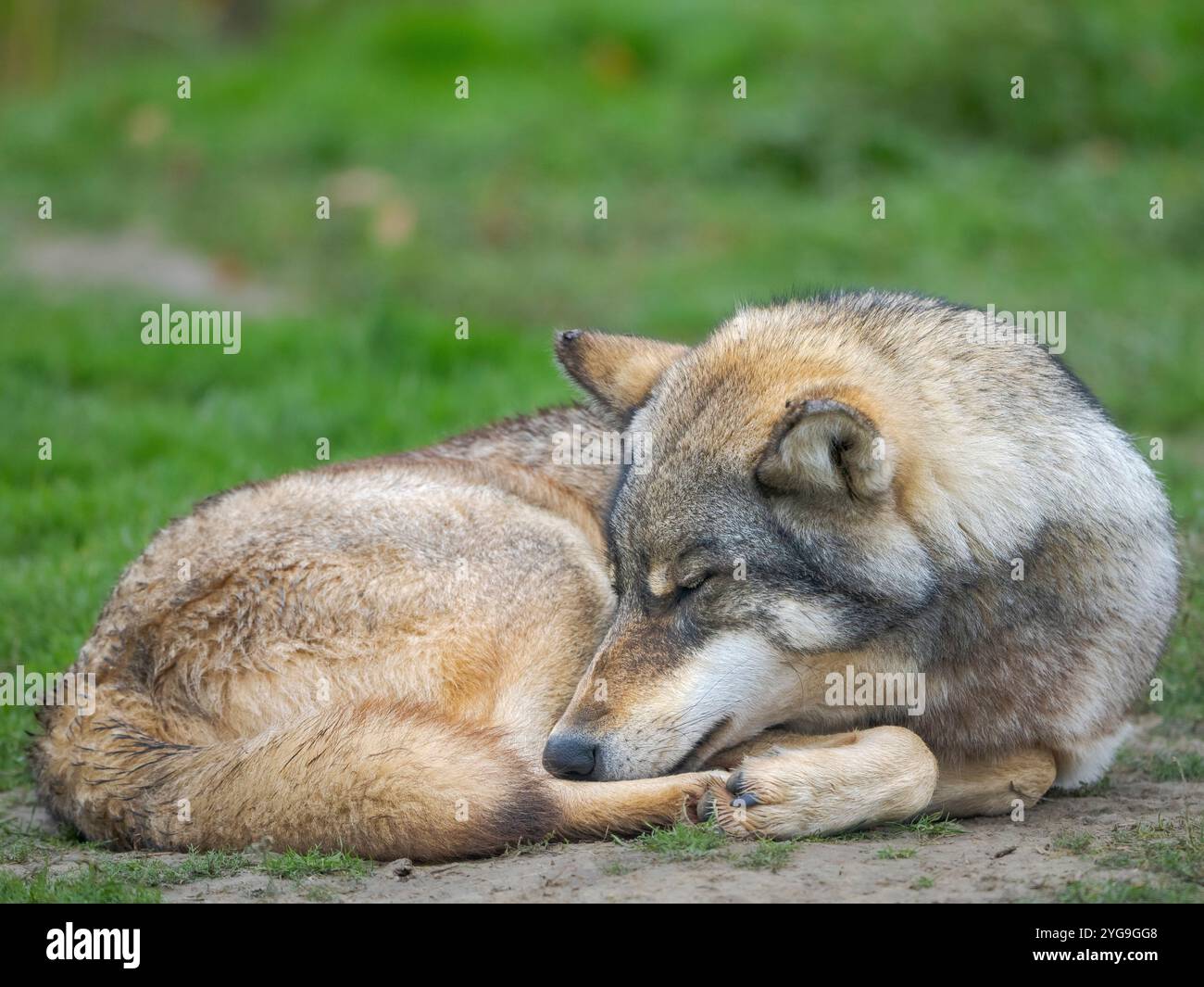 Gray wolf in the wildlife center (Hortobagyi Vadaspark) of the National ...