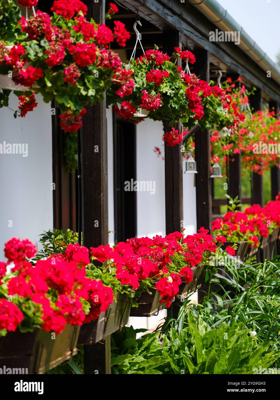 Flower arrangement. The Paloc village Holloko in Hungary,UNESCO Site ...