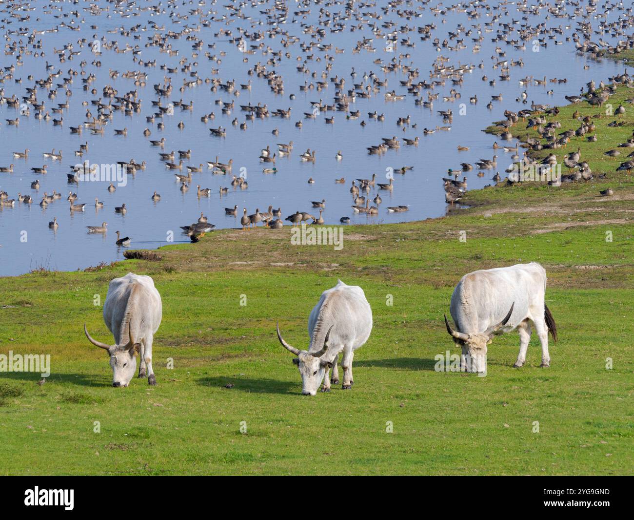 Hungarian grey cattle or Hungarian grey steppe cattle, an old and hardy ...