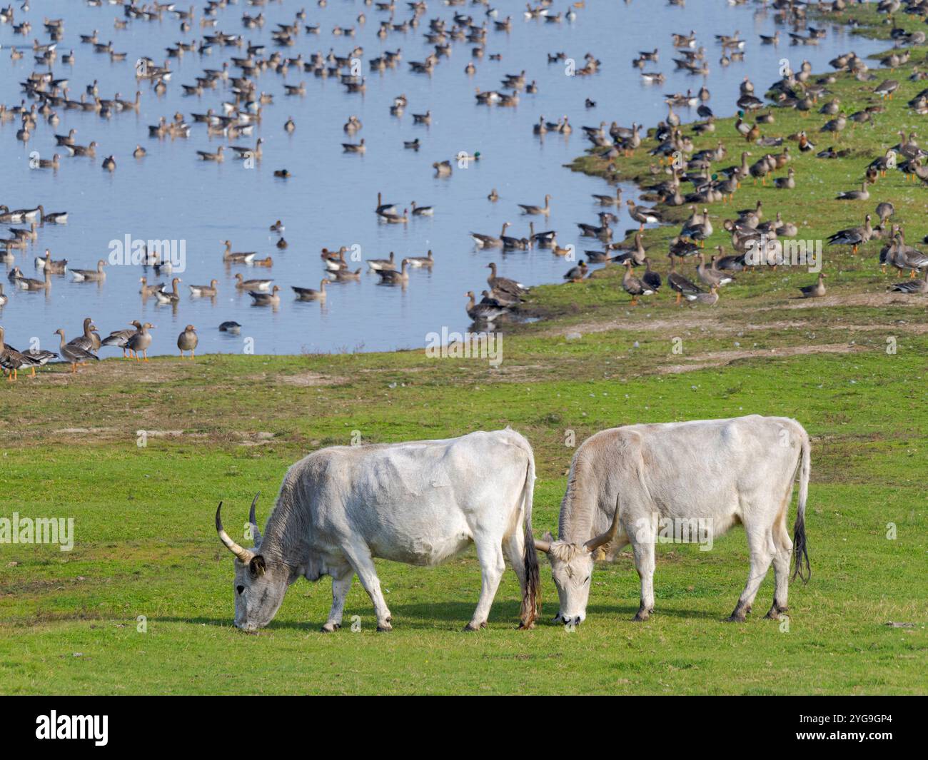 Hungarian grey cattle or Hungarian grey steppe cattle, an old and hardy ...
