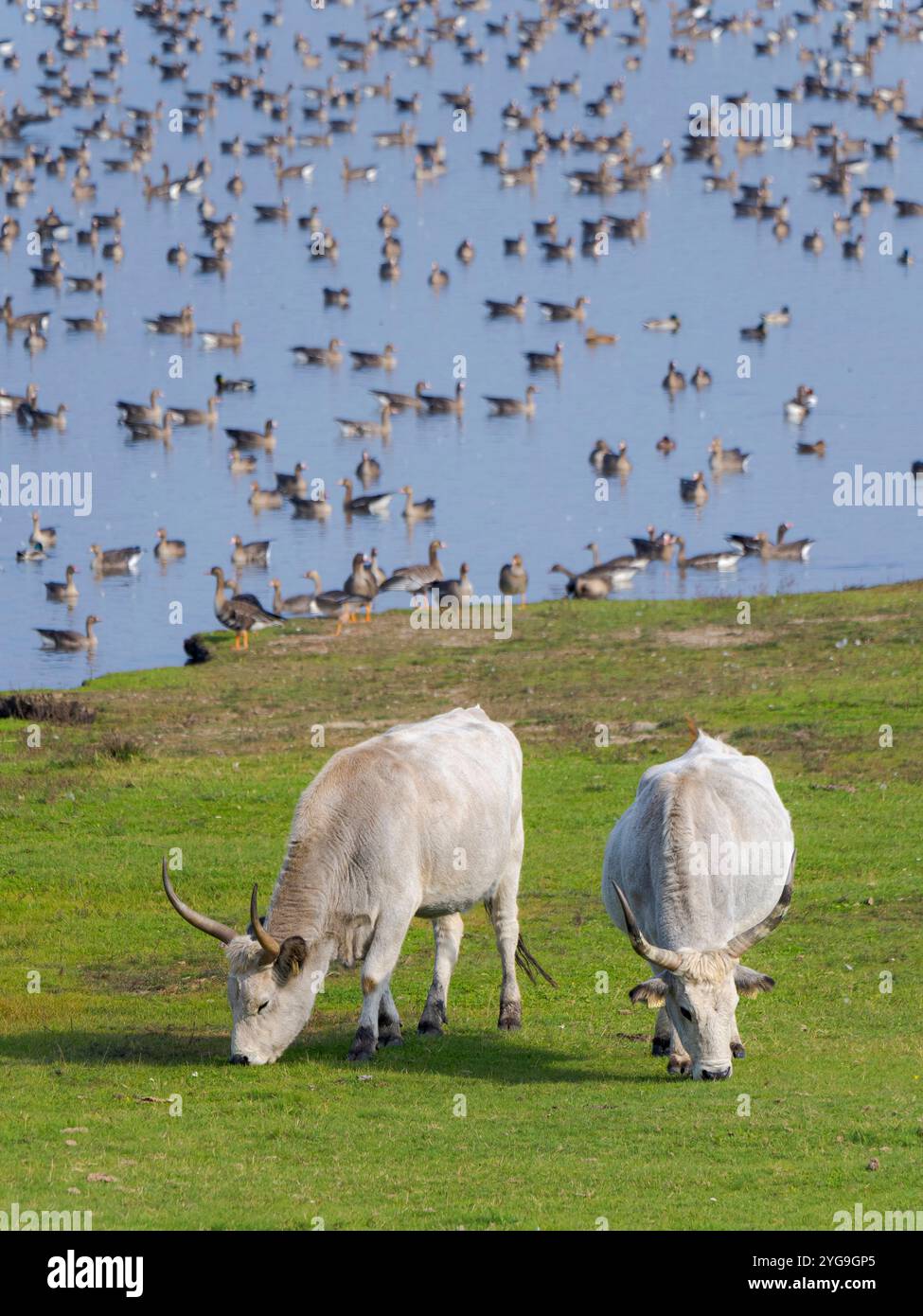 Hungarian grey cattle or Hungarian grey steppe cattle, an old and hardy ...