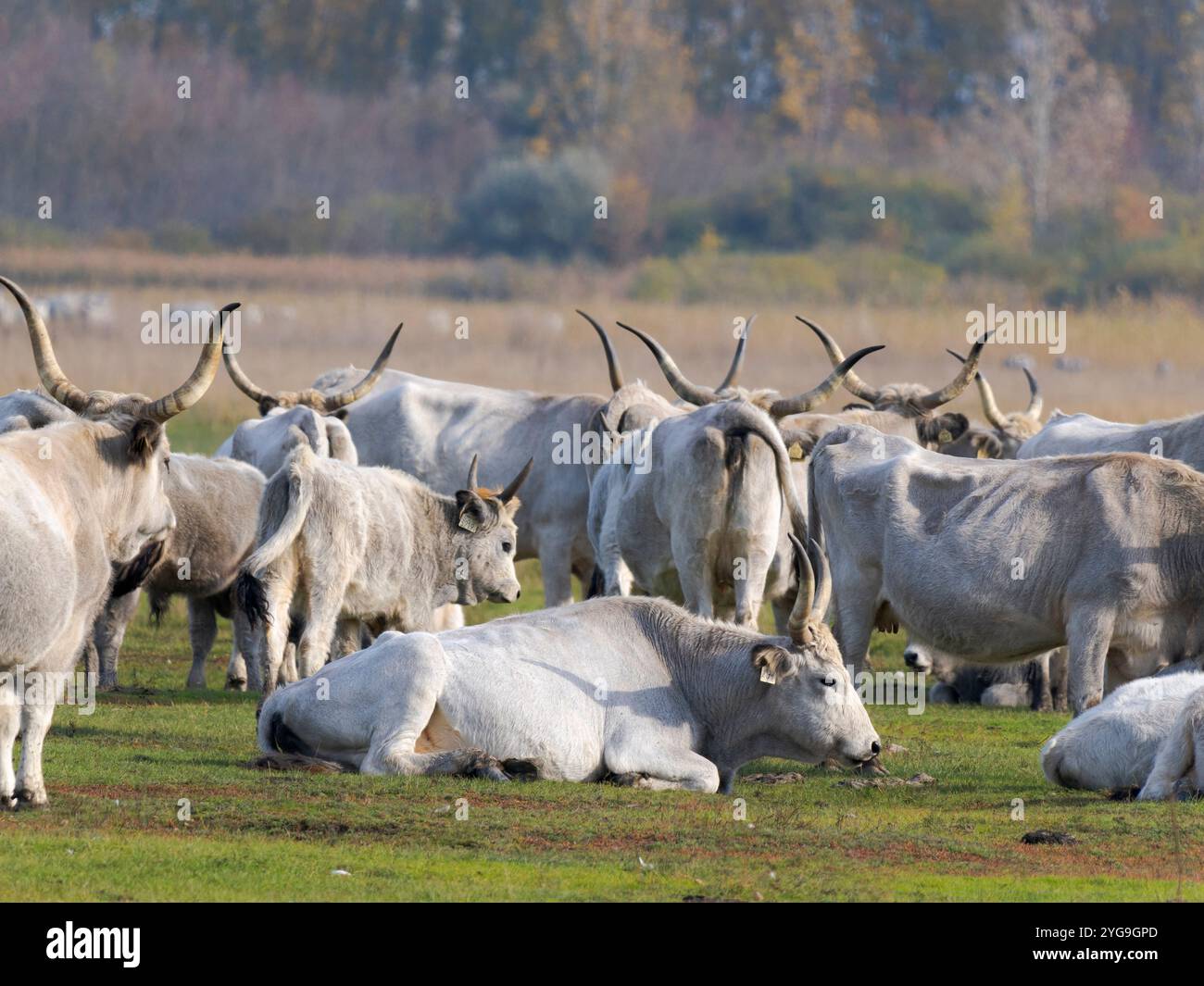 Hungarian grey cattle or Hungarian grey steppe cattle, an old and hardy ...