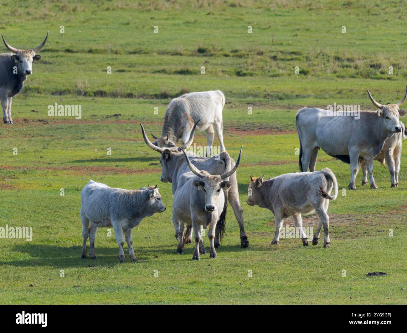Hungarian grey cattle or Hungarian grey steppe cattle, an old and hardy ...