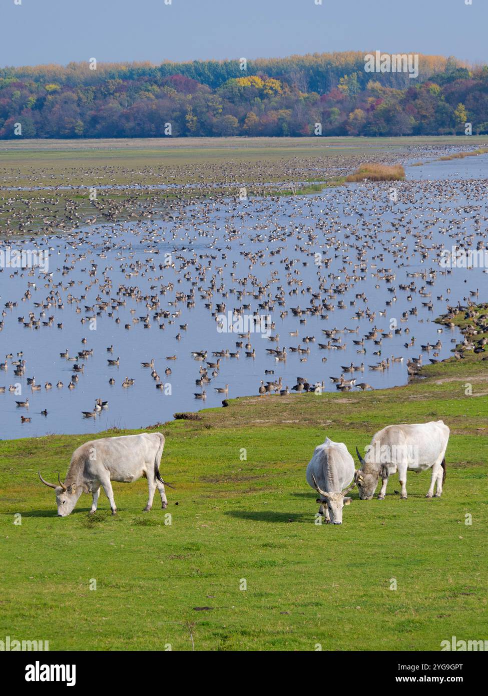 Hungarian grey cattle or Hungarian grey steppe cattle, an old and hardy ...