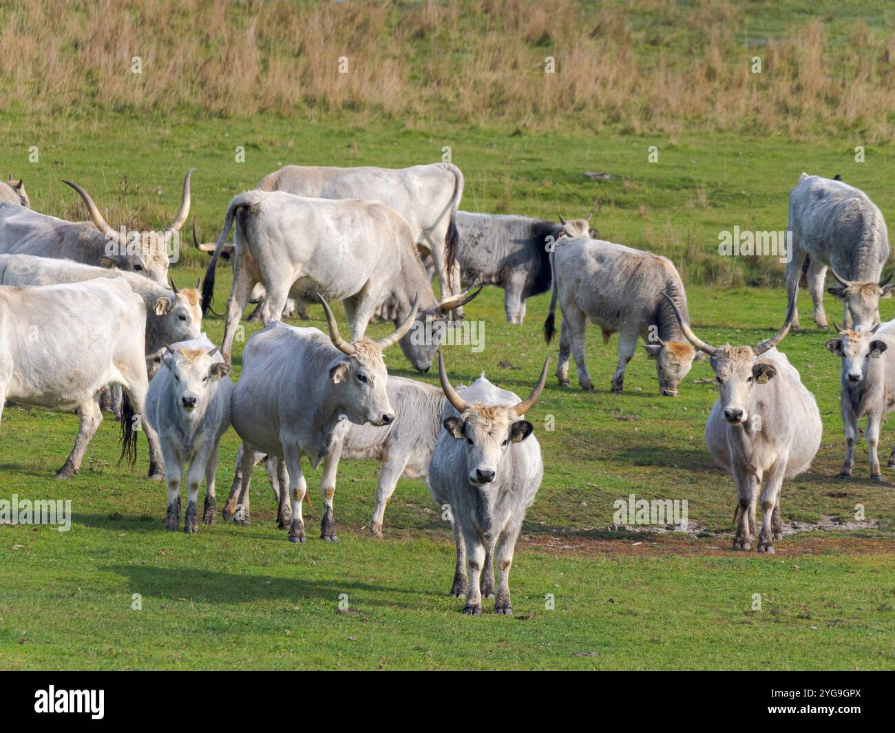 Hungarian grey cattle or Hungarian grey steppe cattle, an old and hardy ...