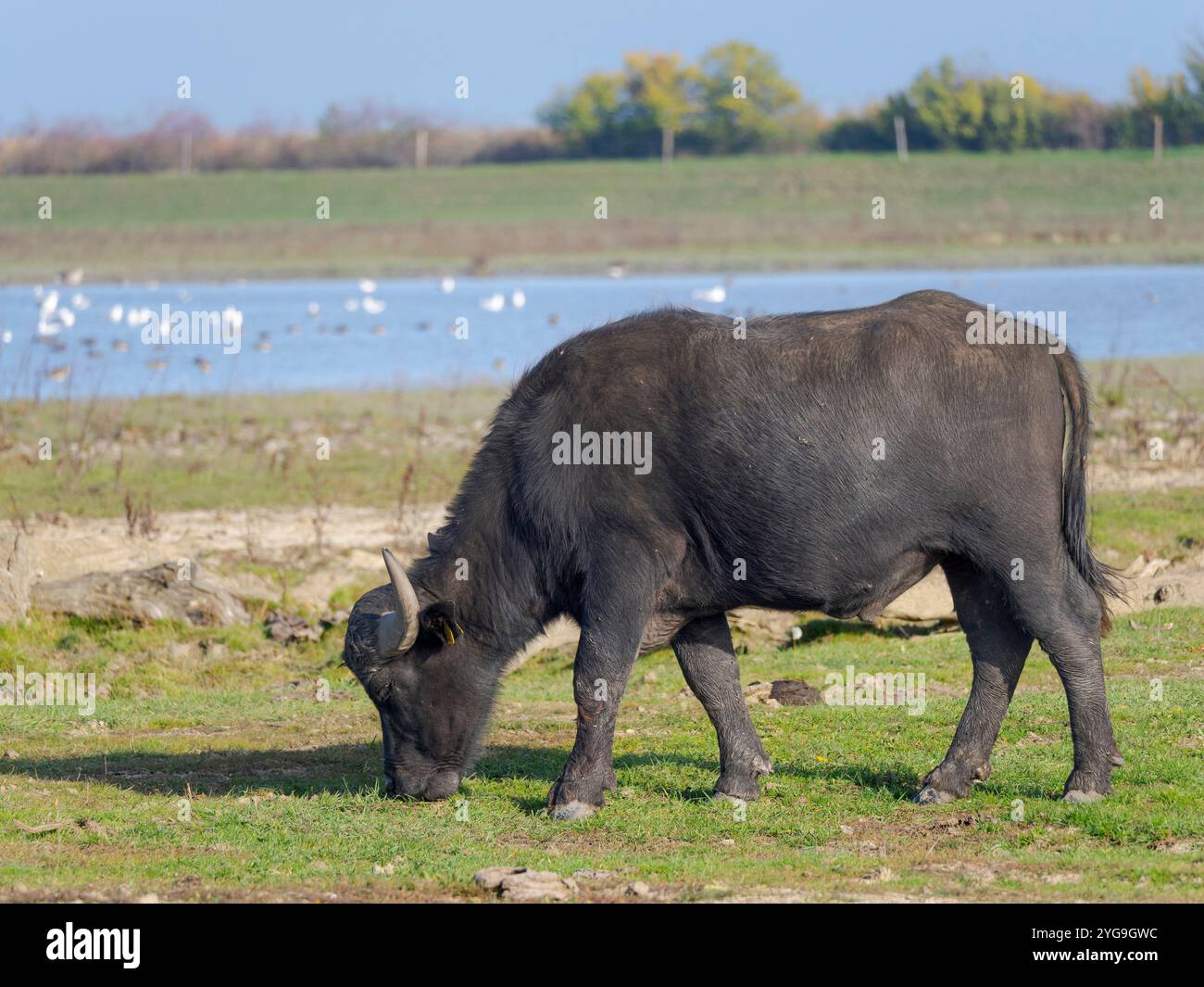 Water buffalo (Pannonian Water buffalo) at the Hortobagy Great ...