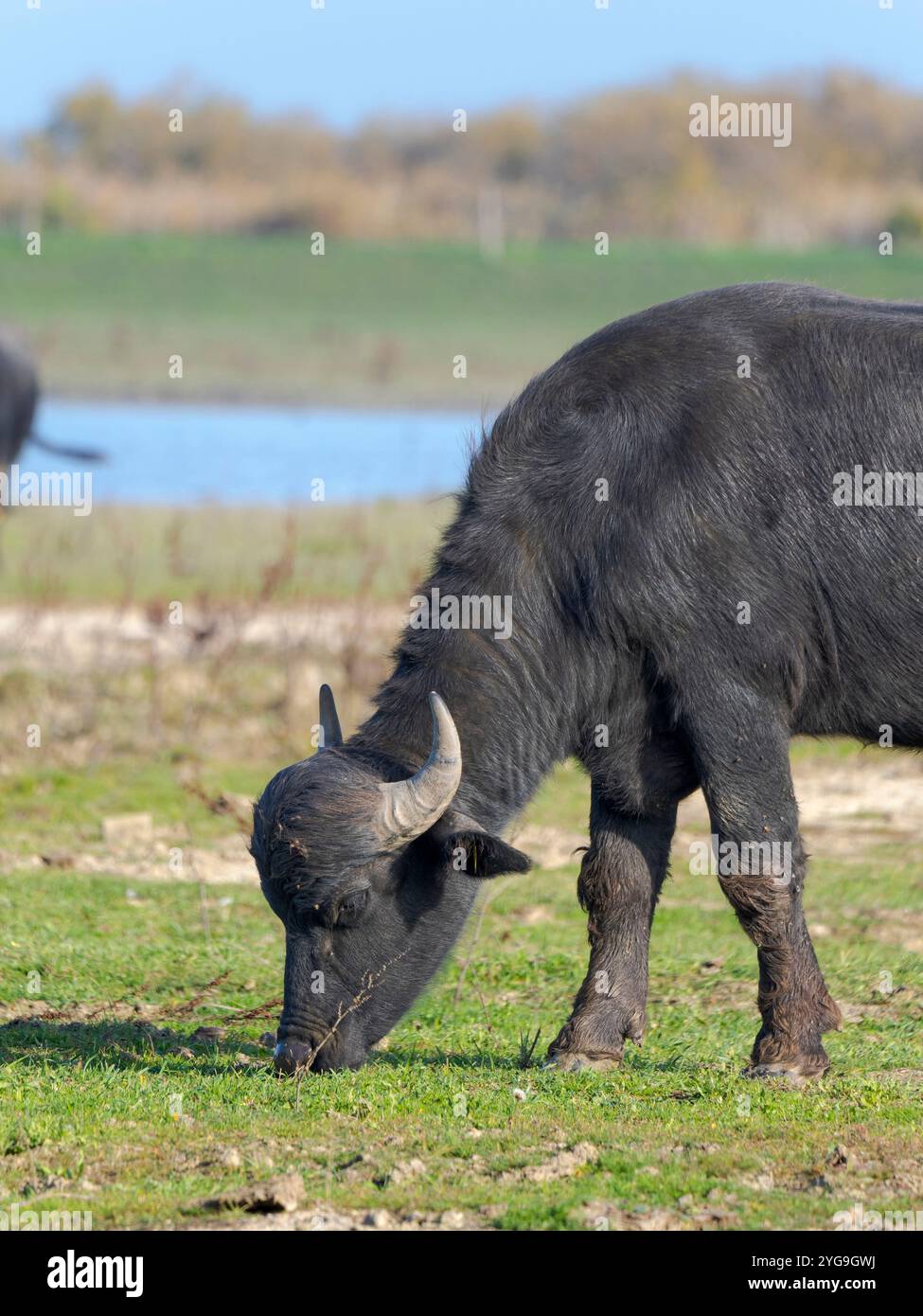 Water buffalo (Pannonian Water buffalo) at the Hortobagy Great ...