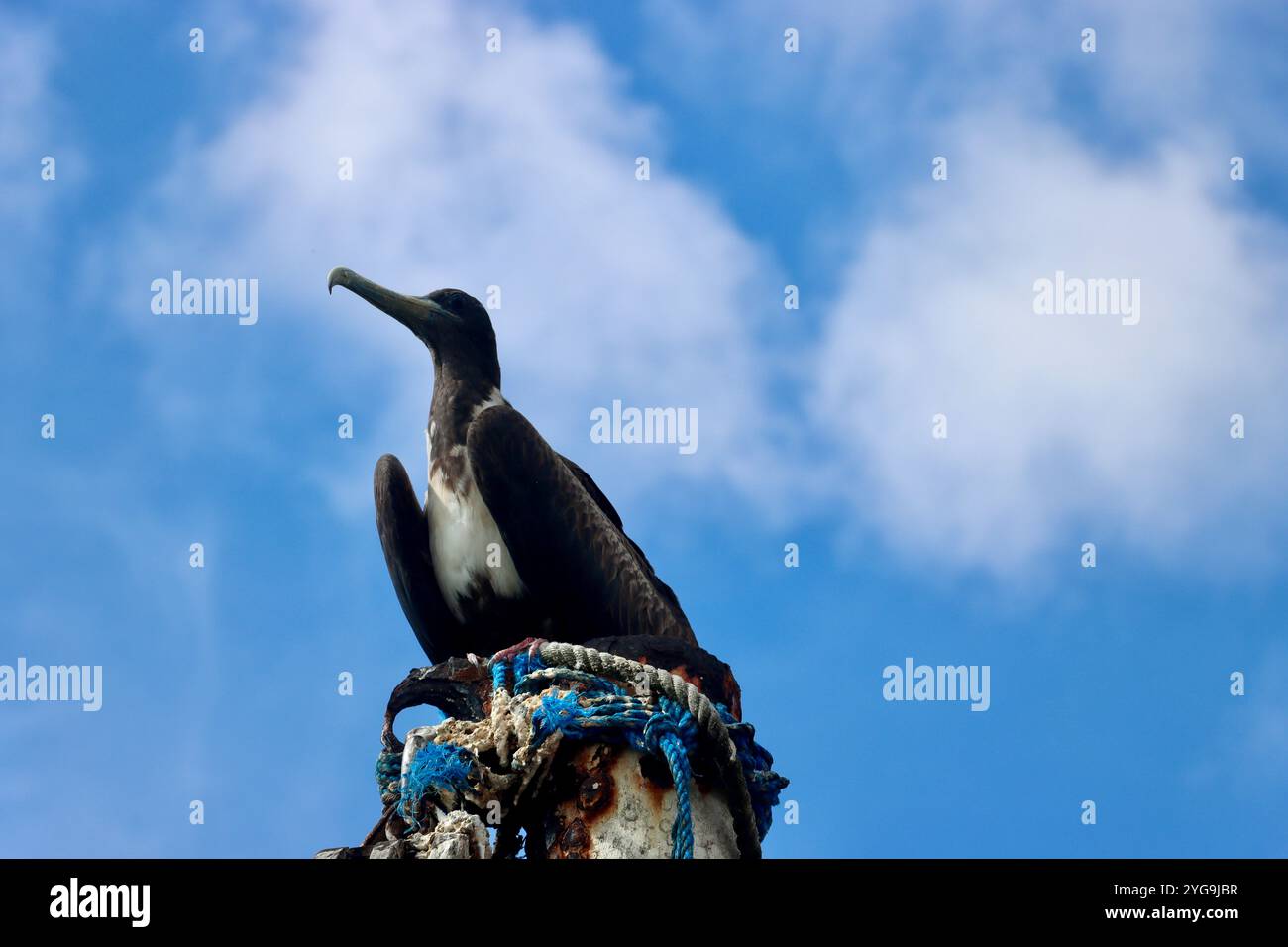 A Frigate Bird sitting atop a post at the fish market in Puerto Ayora ...