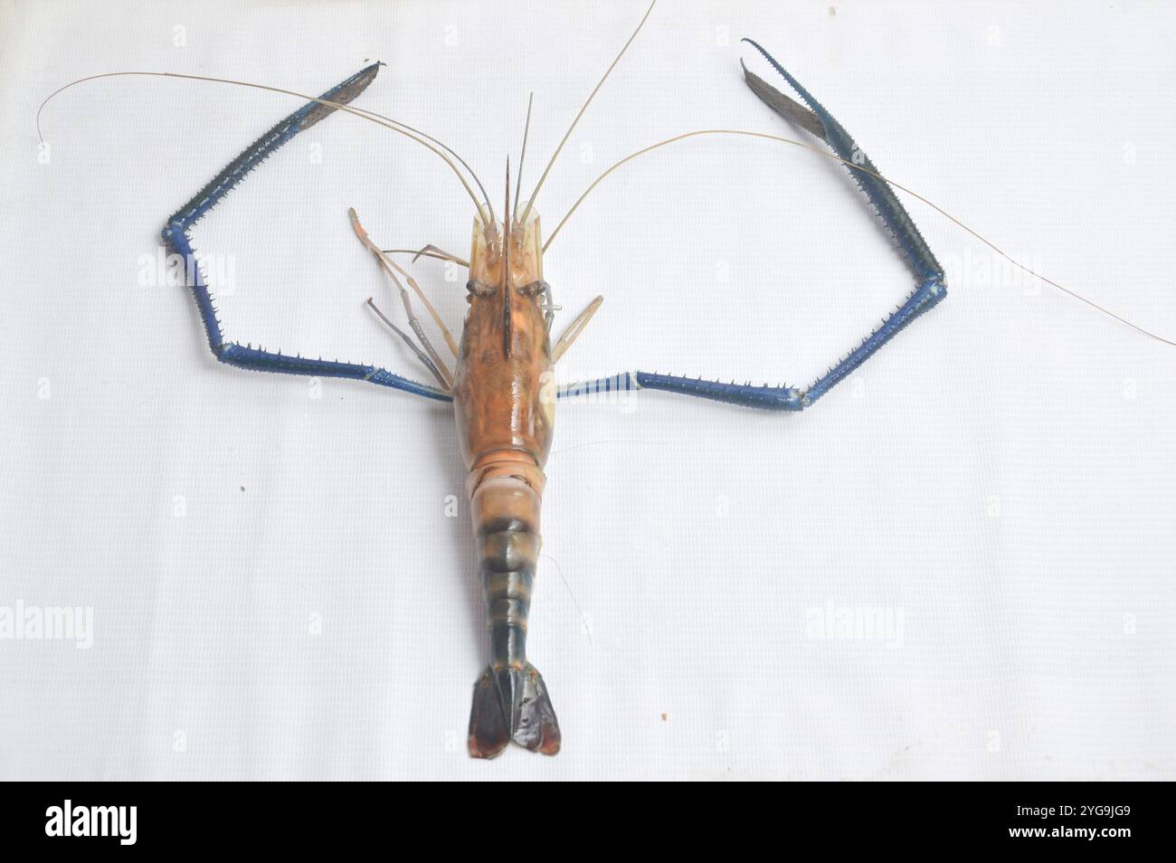 Giant river prawn (Macrobrachium rosenbergii) isolated on white Stock ...
