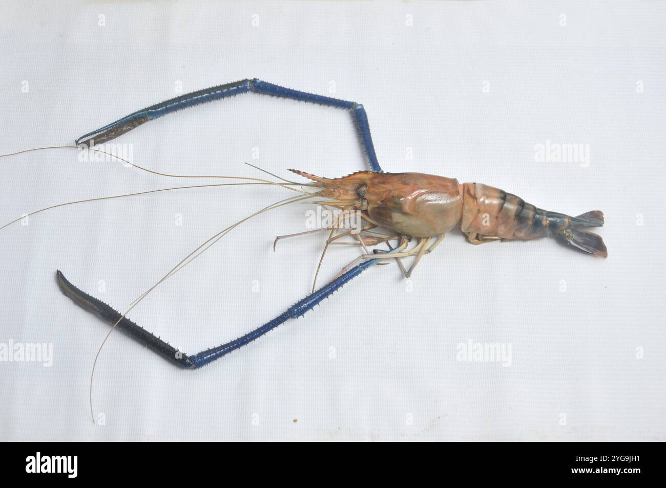 Giant river prawn (Macrobrachium rosenbergii) isolated on white Stock Photo - Alamy