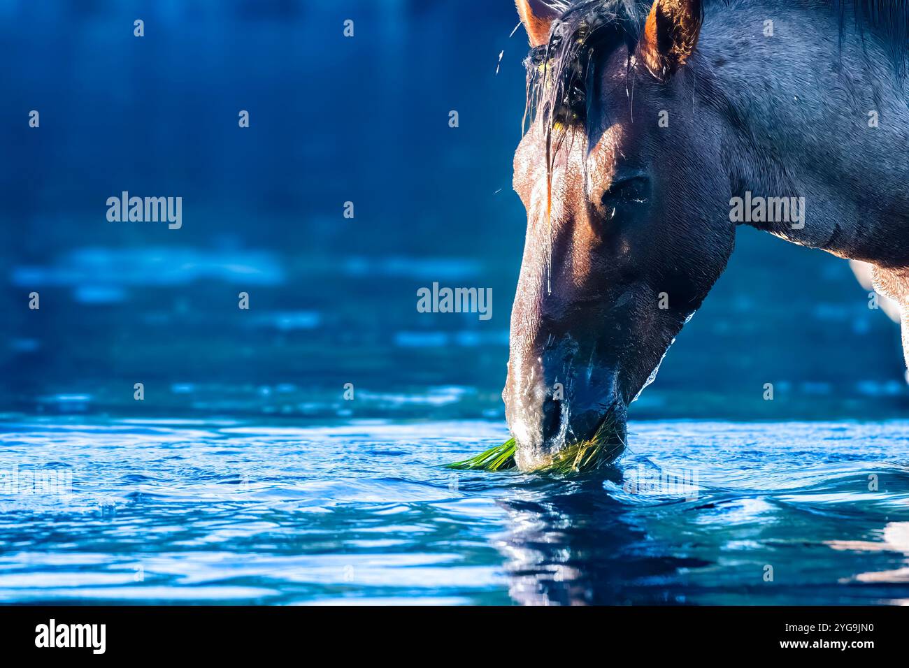 Single dinner hi-res stock photography and images - Alamy