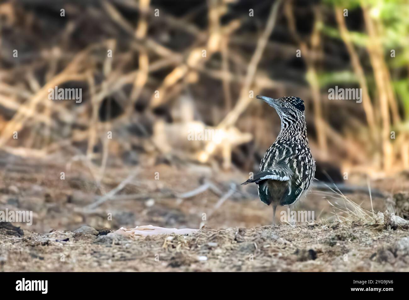 On The Lookout Stock Photo - Alamy