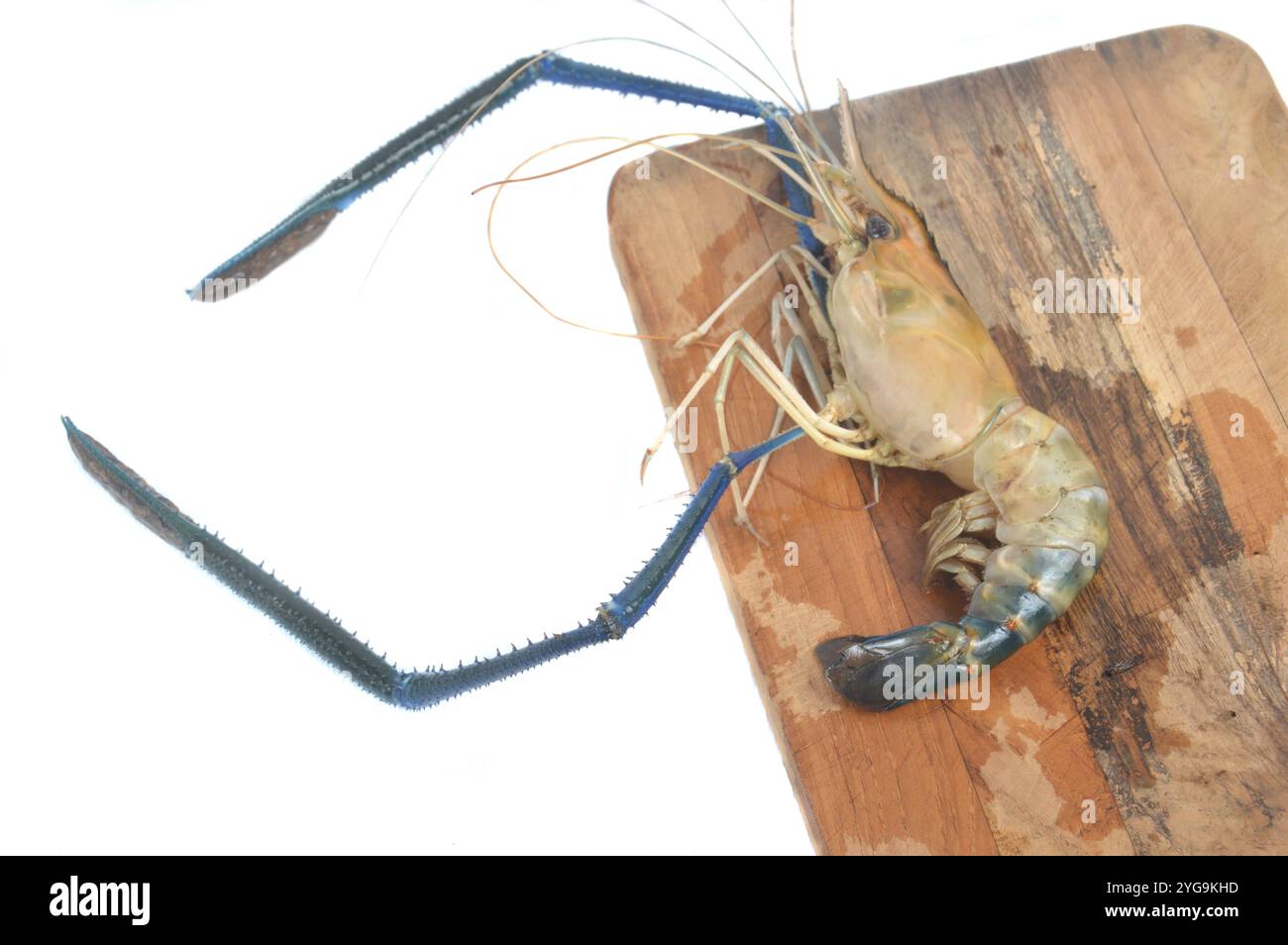 Giant river prawn (Macrobrachium rosenbergii) isolated on white Stock ...