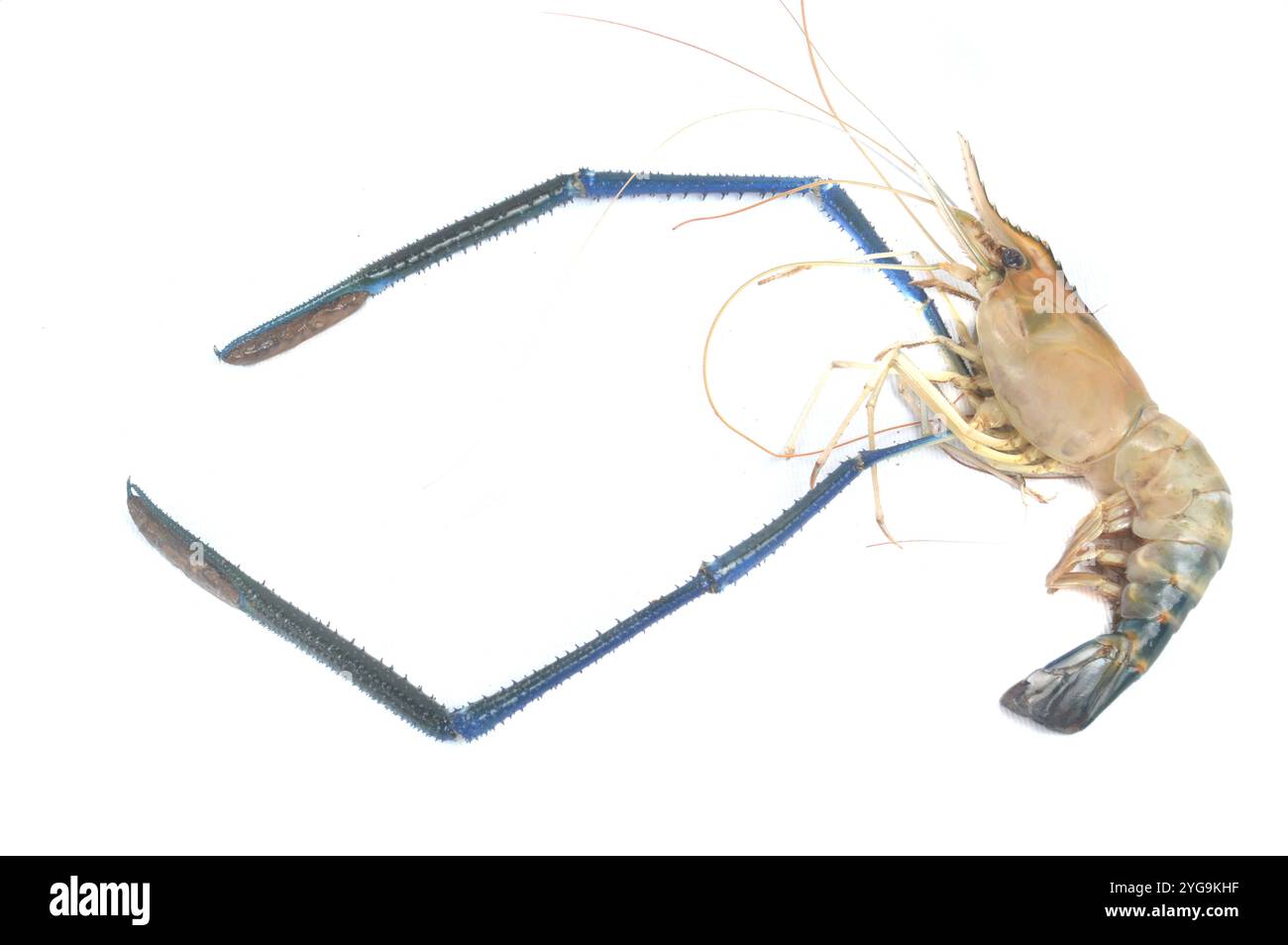 Giant river prawn (Macrobrachium rosenbergii) isolated on white Stock ...