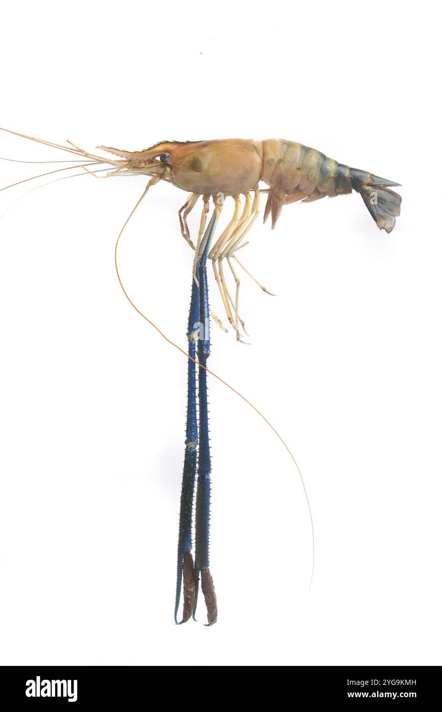 Giant river prawn (Macrobrachium rosenbergii) isolated on white Stock ...