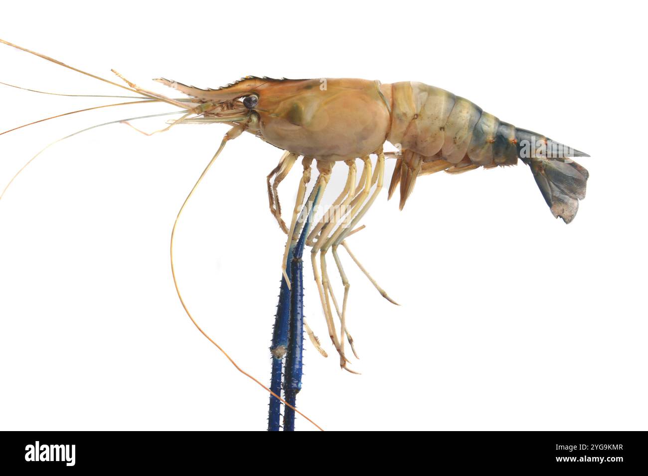 Giant river prawn (Macrobrachium rosenbergii) isolated on white Stock ...