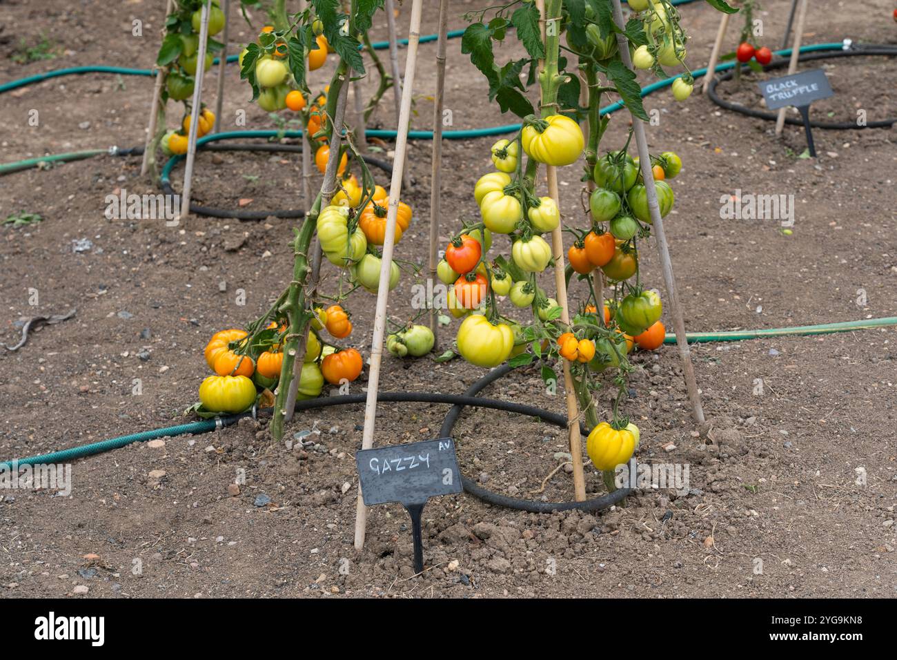 Multi-coloured 'Gazzy' tomato plant cultivars growing in Britain's ...