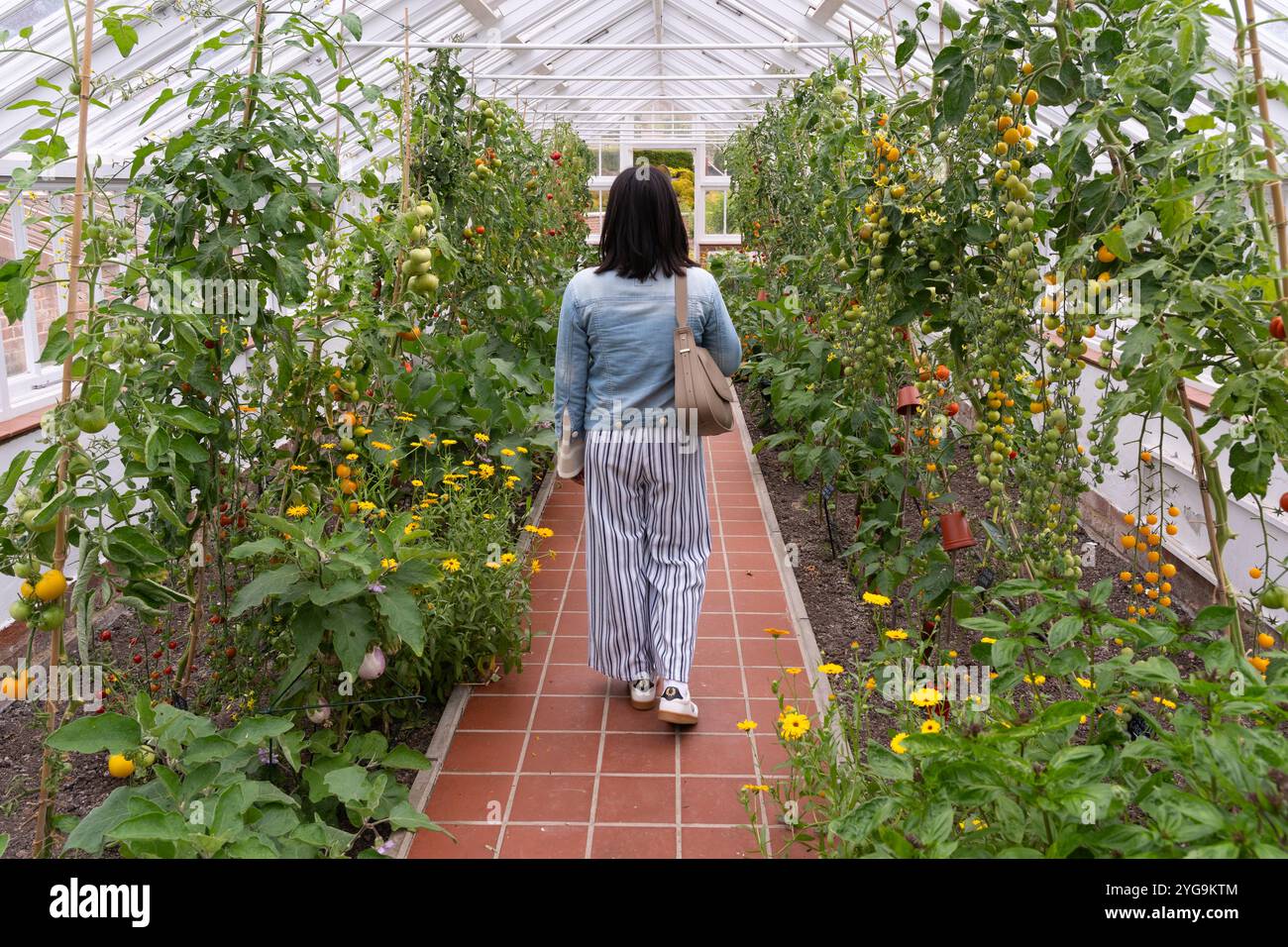A young woman visiting Croome Park walled garden - Britain's largest ...