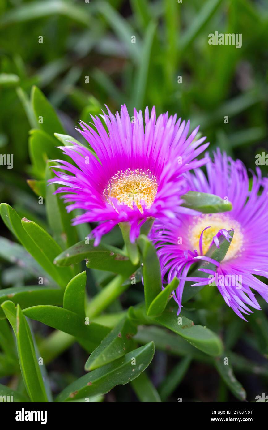 Lush aesthetic hi-res stock photography and images - Alamy