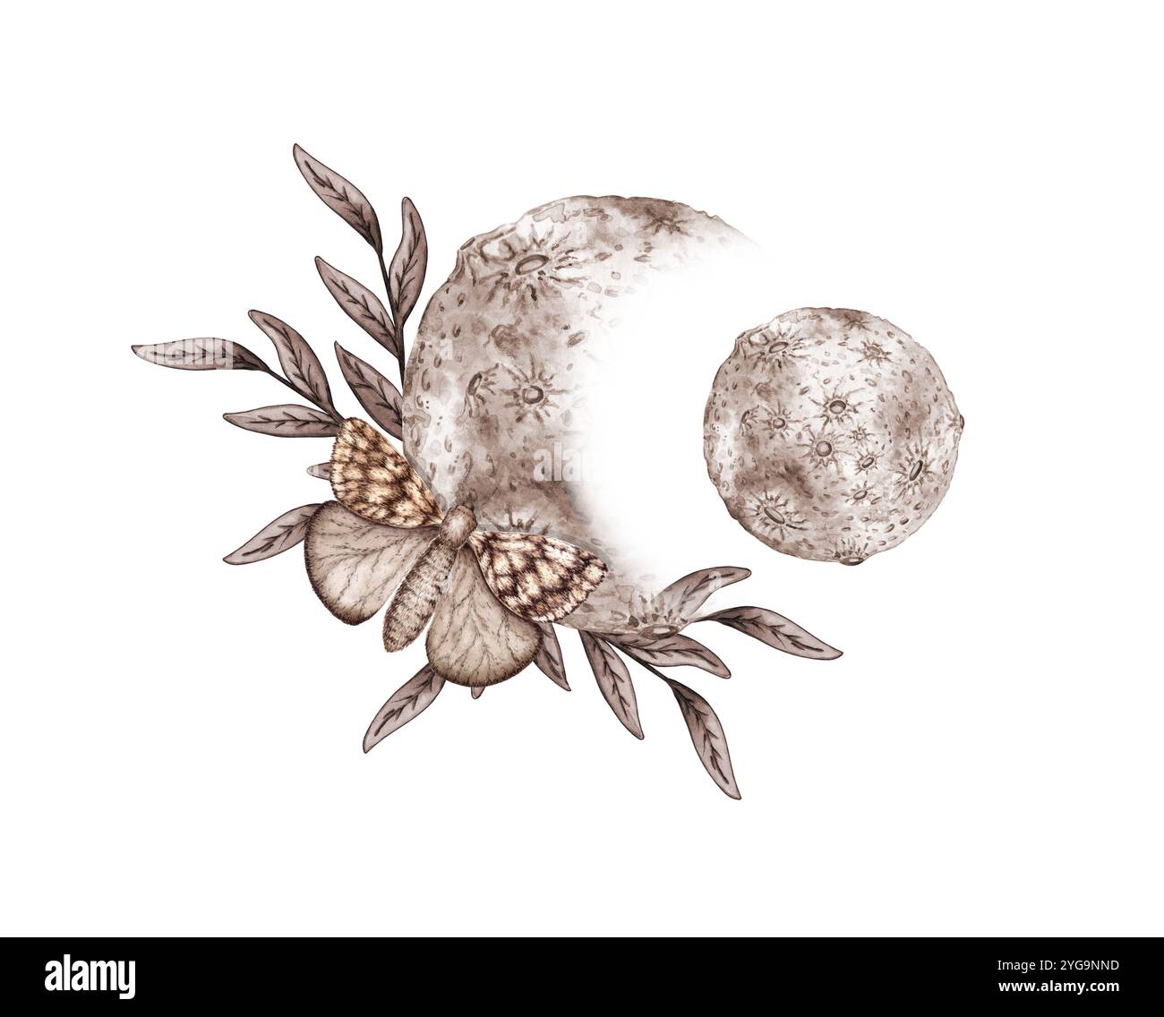 Two moons, grass flowers and butterflies in brown and beige tones ...